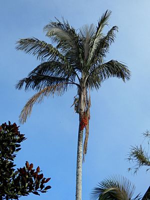 Wax Palm Tree Is National Tree Of Which Country