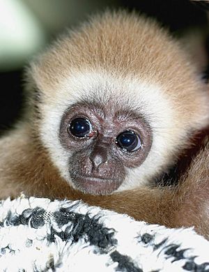 White-handed gibbon Facts for Kids