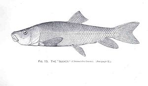 June sucker Facts for Kids