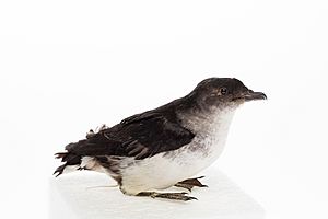 Common diving petrel Facts for Kids