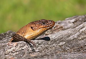 Cunningham's spiny-tailed skink Facts for Kids