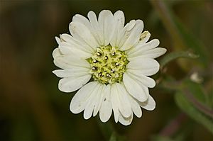 Hayfield tarweed Facts for Kids