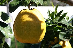 Kawachi Bankan Facts for Kids