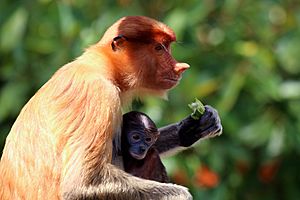 Proboscis monkey for Kids