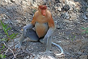 Proboscis monkey for Kids