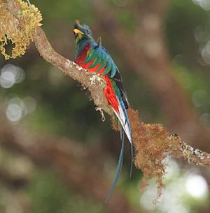 Resplendent quetzal Facts for Kids