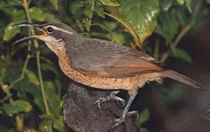Victoria's riflebird Facts for Kids