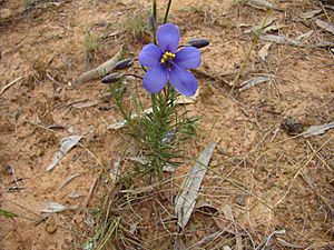 Cheiranthera linearis Facts for Kids