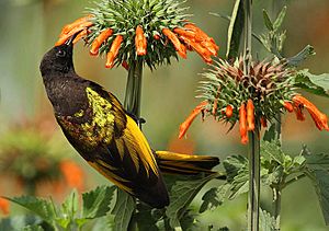 Golden-winged sunbird Facts for Kids