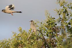 Pilu oil Facts for Kids