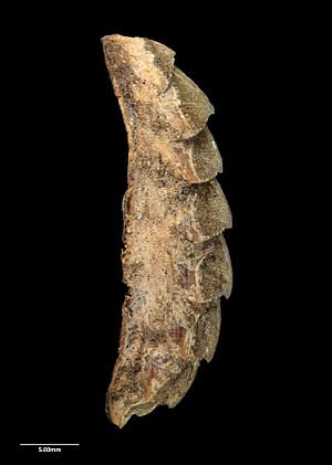 Notoplax mariae Facts for Kids