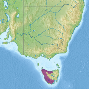 Tasmanian temperate rainforests Facts for Kids