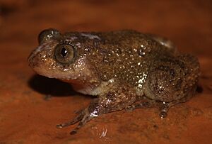 Bombay night frog Facts for Kids