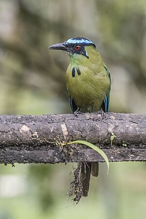 Andean motmot Facts for Kids