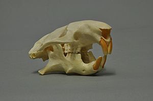 Mountain beaver Facts for Kids