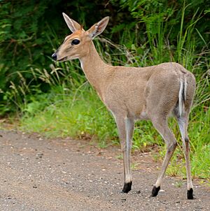 Common duiker Facts for Kids