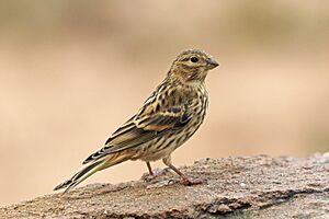European serin Facts for Kids