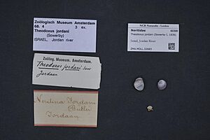 Theodoxus jordani Facts for Kids