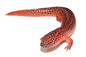 Red salamander Facts for Kids
