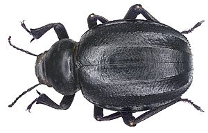 Pimelia Facts for Kids