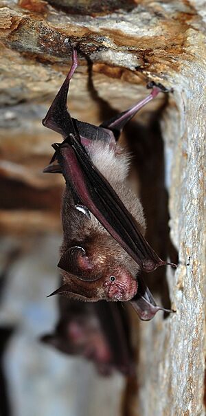 Schneider's leaf-nosed bat Facts for Kids