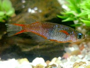 Ricefish Facts for Kids