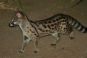 Genet (animal) Facts for Kids