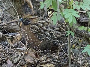Spotted wood quail Facts for Kids