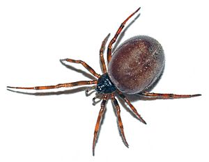 Steatoda Facts for Kids