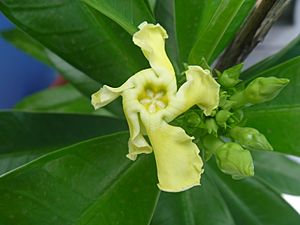 Thevetia ahouai Facts for Kids