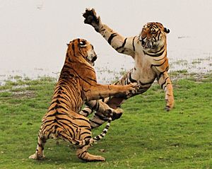 Tiger Facts for Kids