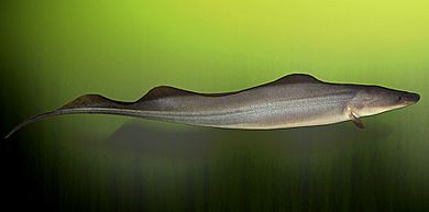 Electroreception and electrogenesis Facts for Kids