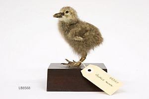 Black-faced sheathbill Facts for Kids
