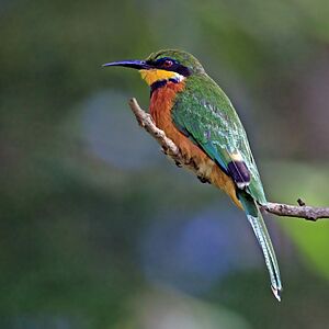 Cinnamon-chested bee-eater Facts for Kids