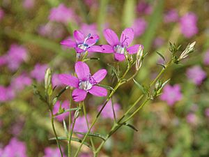 Fineflower gilia Facts for Kids