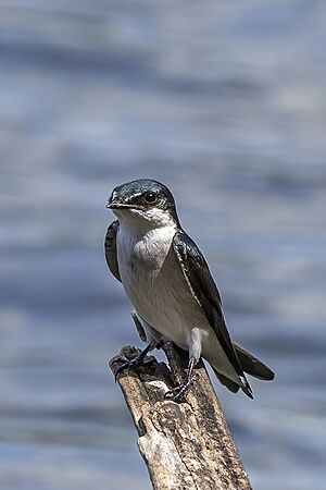 Mangrove swallow Facts for Kids