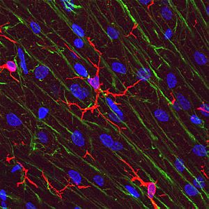 Microglia Facts for Kids