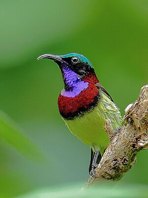 Crimson-backed sunbird Facts for Kids