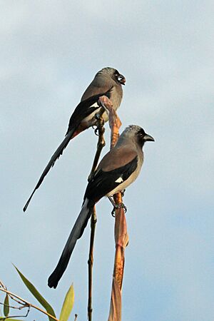 Grey treepie Facts for Kids