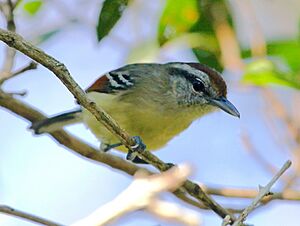 Rufous-margined antwren Facts for Kids