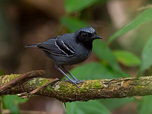 Black-faced antbird Facts for Kids