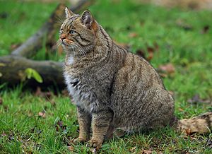 Wildcat Facts for Kids