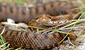 Vipera aspis Facts for Kids
