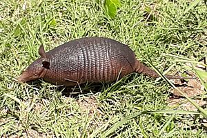 Seven-banded armadillo Facts for Kids
