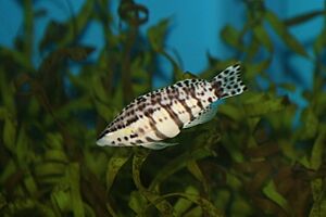 Harlequin bass Facts for Kids