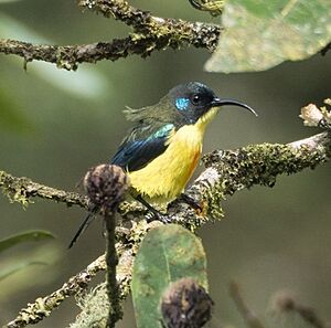 Lina's sunbird Facts for Kids