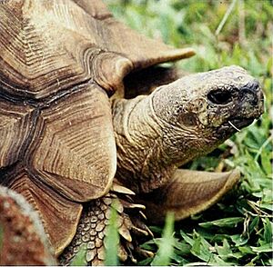 Angonoka tortoise Facts for Kids