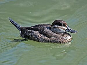Ruddy duck Facts for Kids