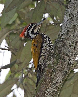 Common flameback Facts for Kids