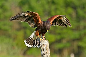 Harris's hawk Facts for Kids